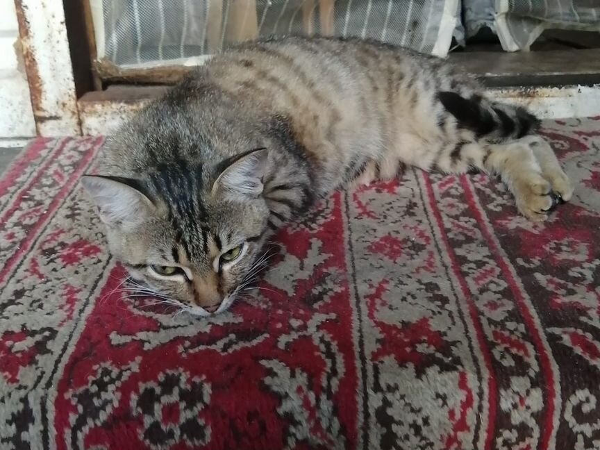 Несчатная кошечка ищет дом