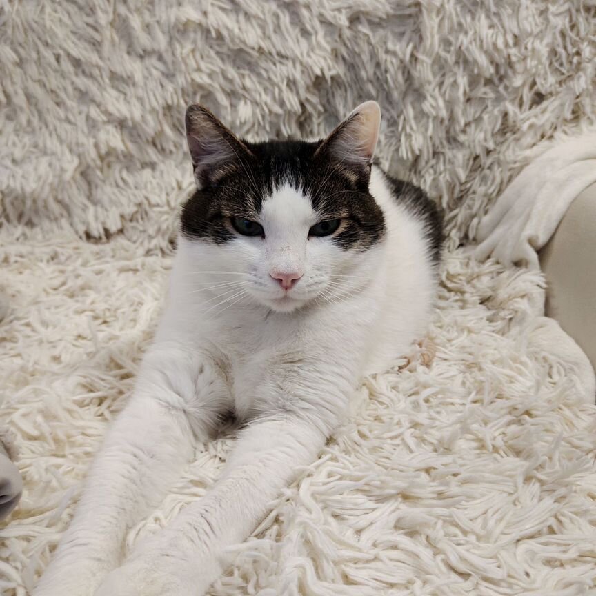 Котик в добрые руки мальчик