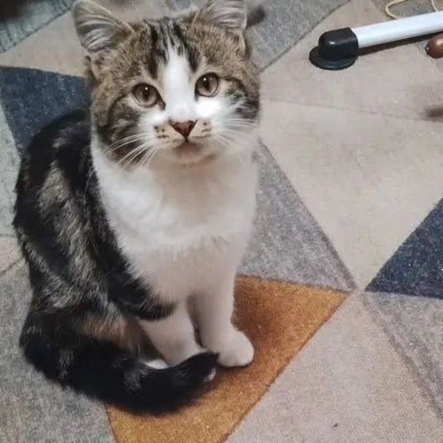 Котёнок от частного владельца