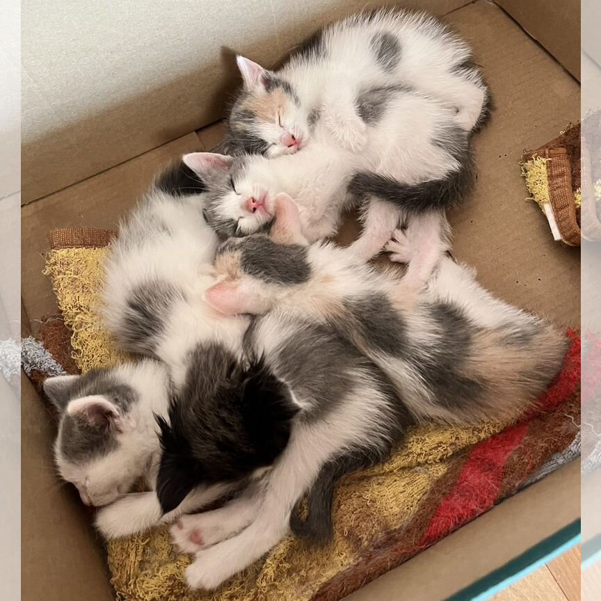 Отдам котят в добрые руки