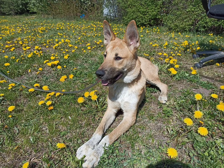 Собаки бесплатно в добрые руки