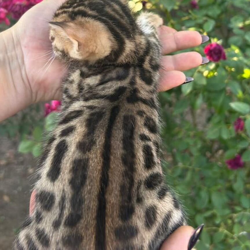 Бенгальские котята