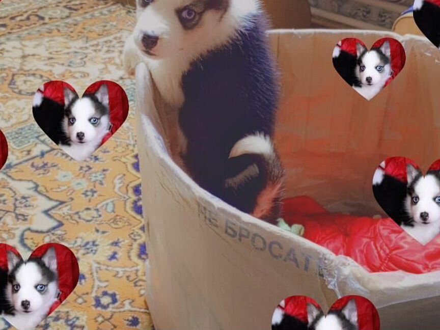 Сибирский хаски