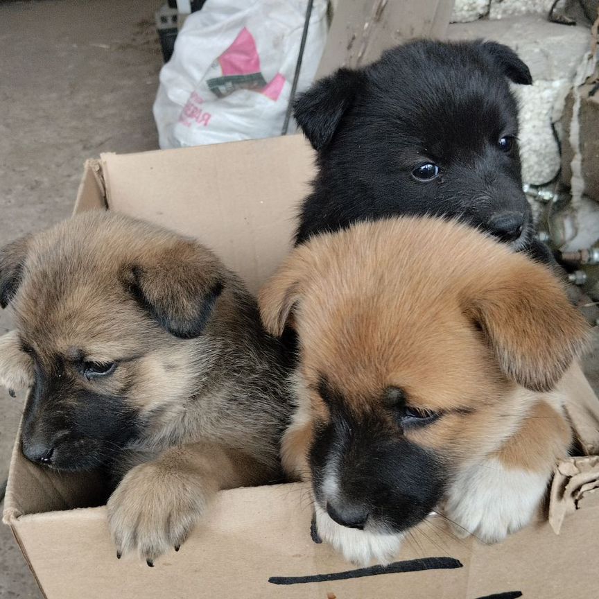 Щенок в добрые руки