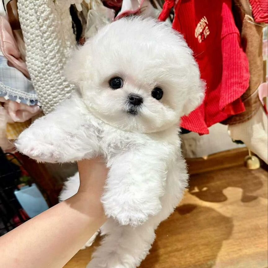 Мальтипу, щенок