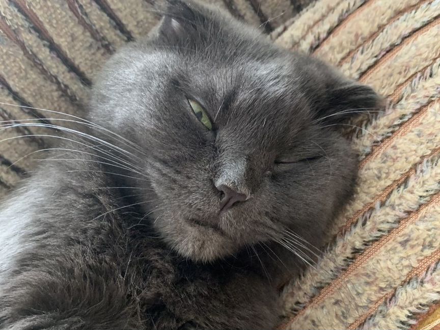 Кошка