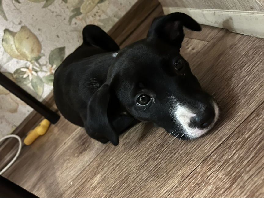 Собака в добрые руки отдам бесплатно