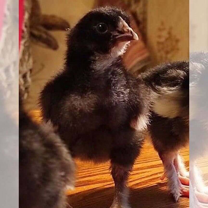 Цыплята маран ч/м