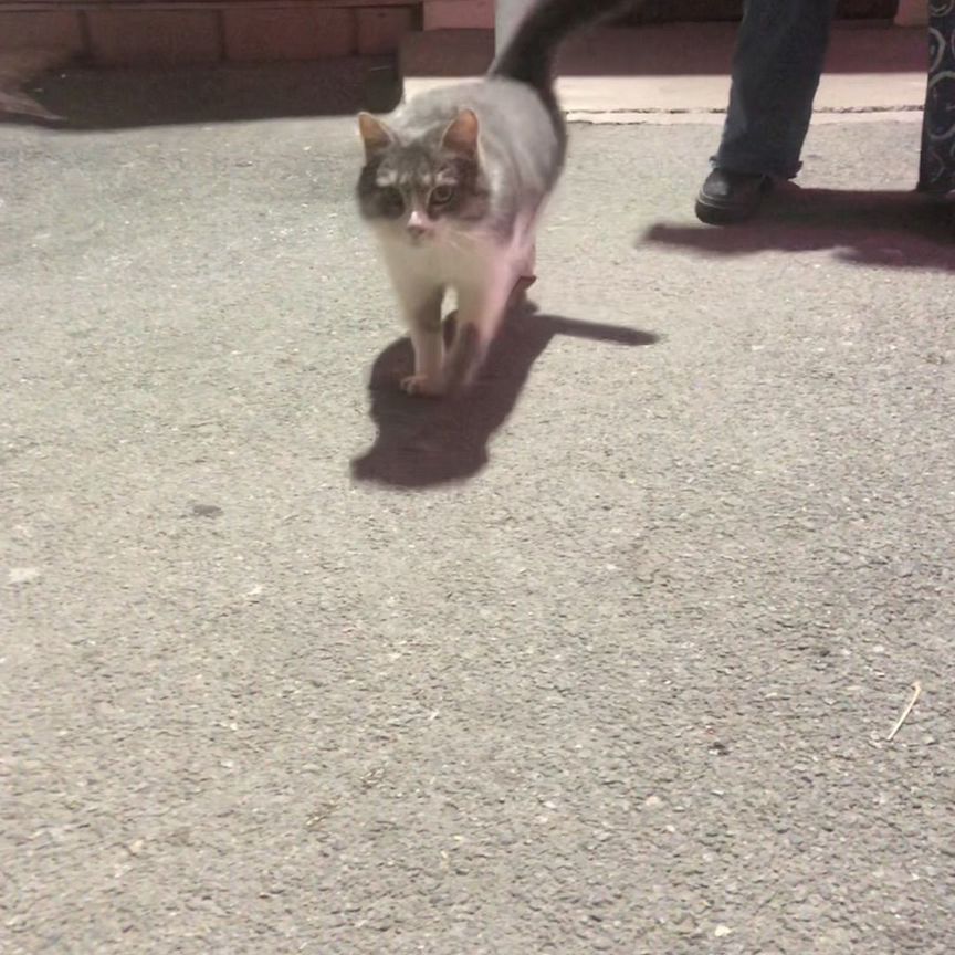 Котик