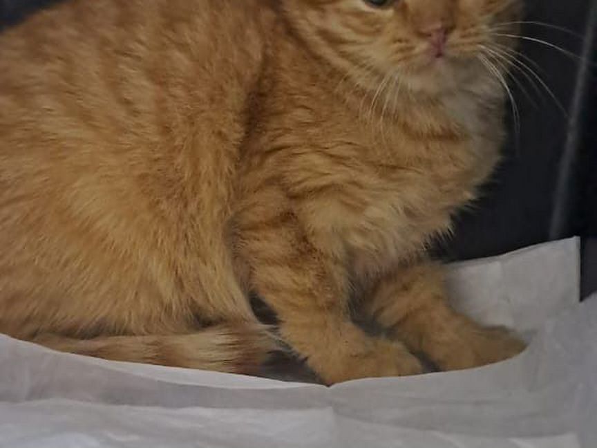 Рыжий котенок мальчик