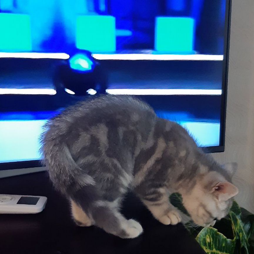 Шотланская кошечка