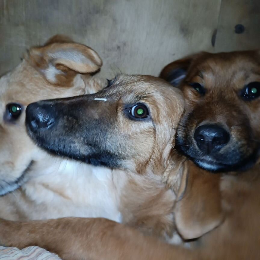 Щенки в добрые руки