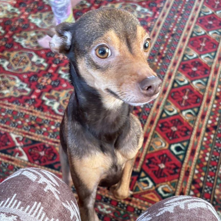 Русский той-терьер, взрослая собака