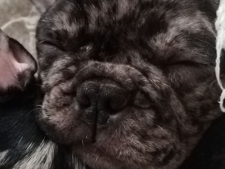 Французский бульдог щенки мерле