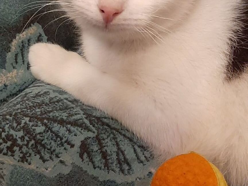 Молодая кошечка ищет дом