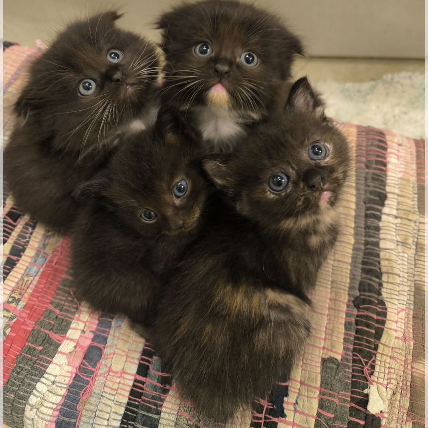 Шотландские вислоухие котята
