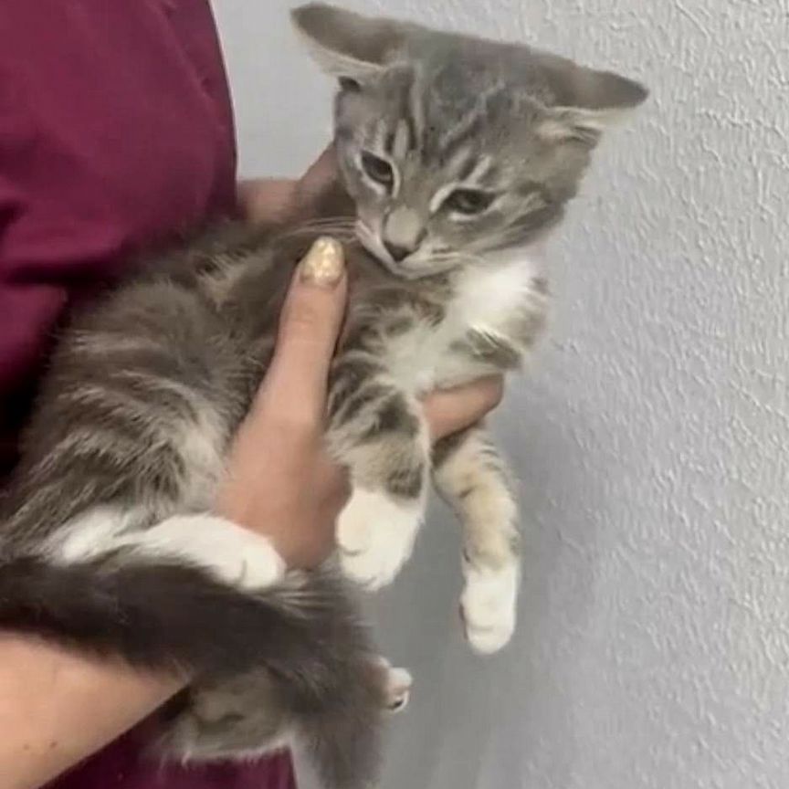 Котёнок Майкл