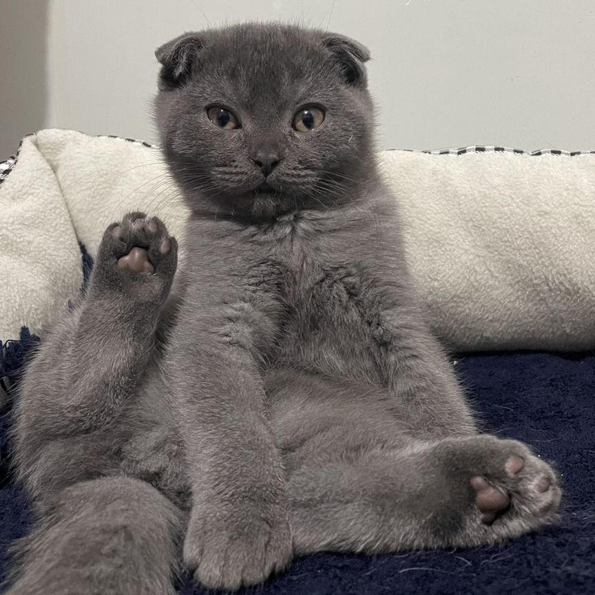 Шотландский вислоухий короткошёрстный котёнок