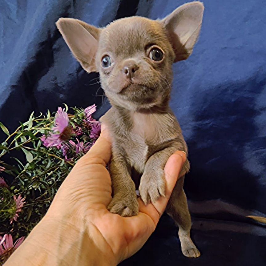 Лиловая девочка