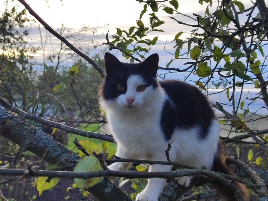 Европейская