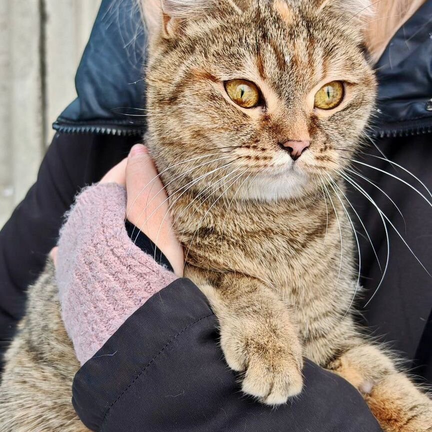 Кошка в добрые руки