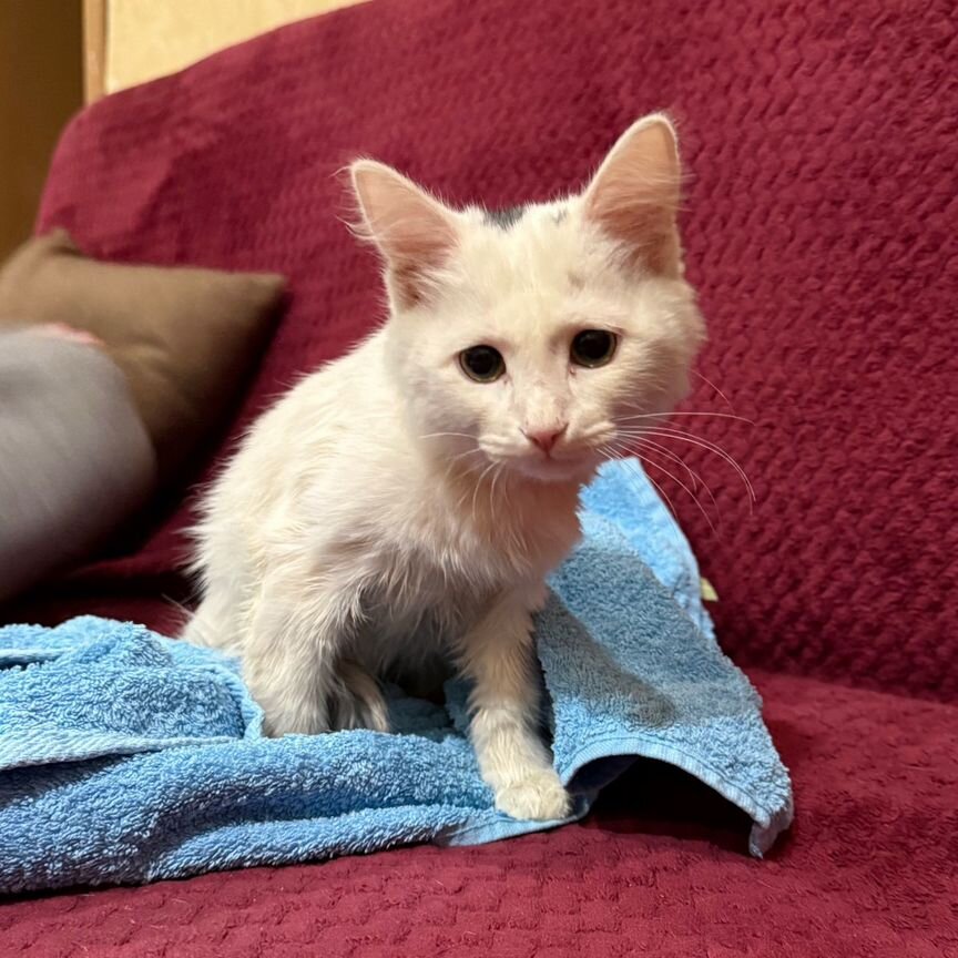 Котенок 2 мес в добрые руки