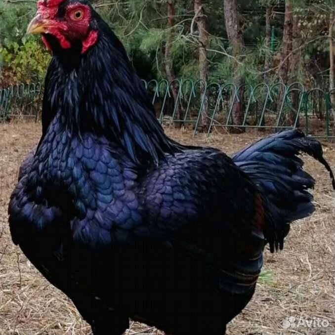 Куры корниш