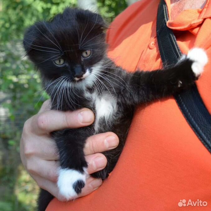 Красивые ручные котята 1,5 мес бесплатно