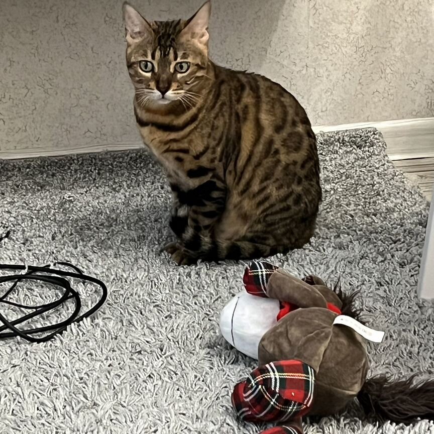 Бенгальская, взрослая кошка