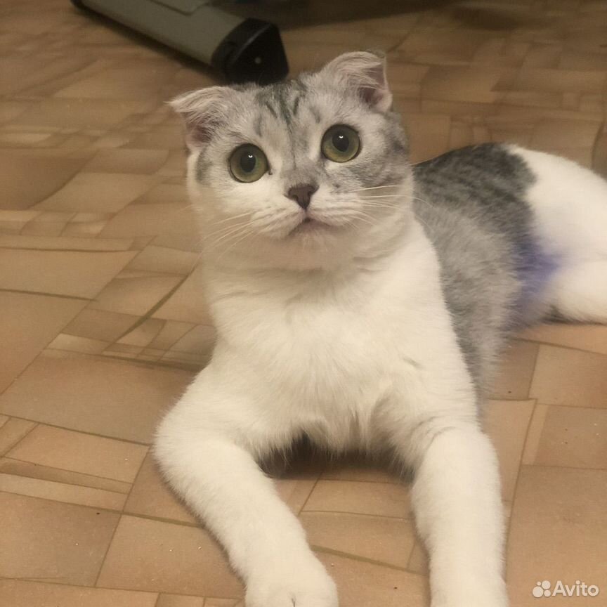 Малышка Тася ищем дом