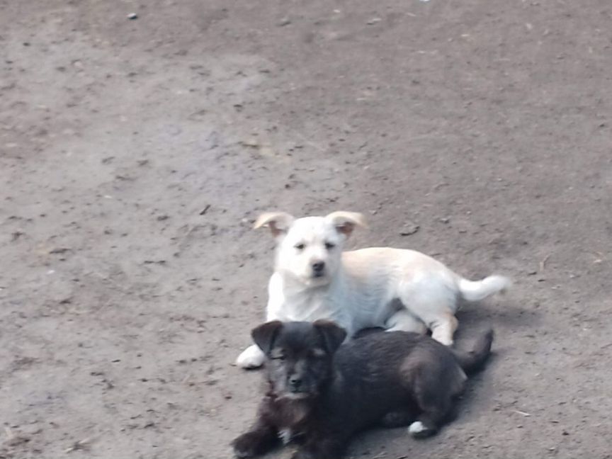 Две девочки маленькая порода