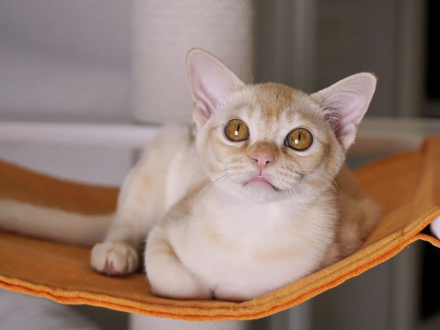 Европейская бурма котенок