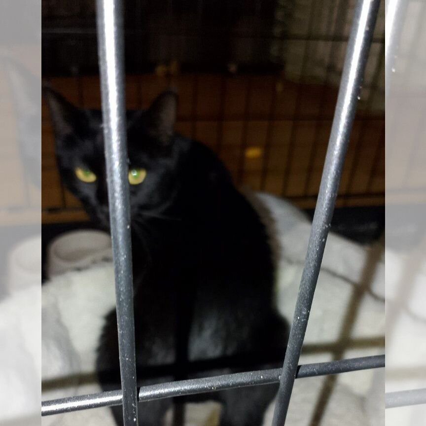 Взрослая кошка в добрые руки