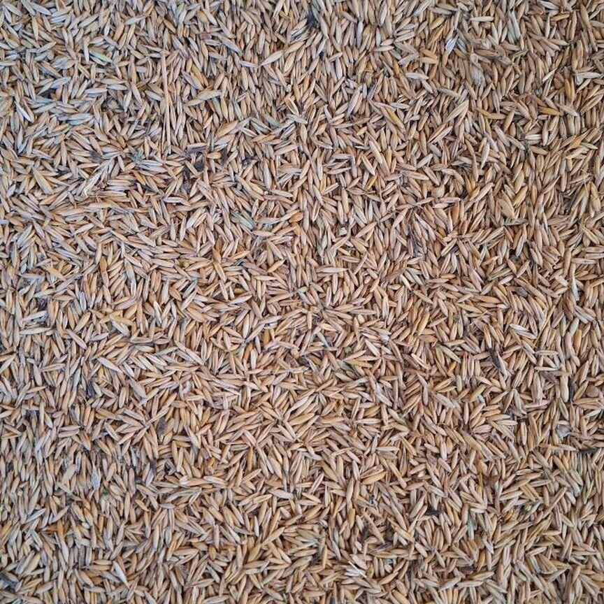 Овёс, зерносмесь