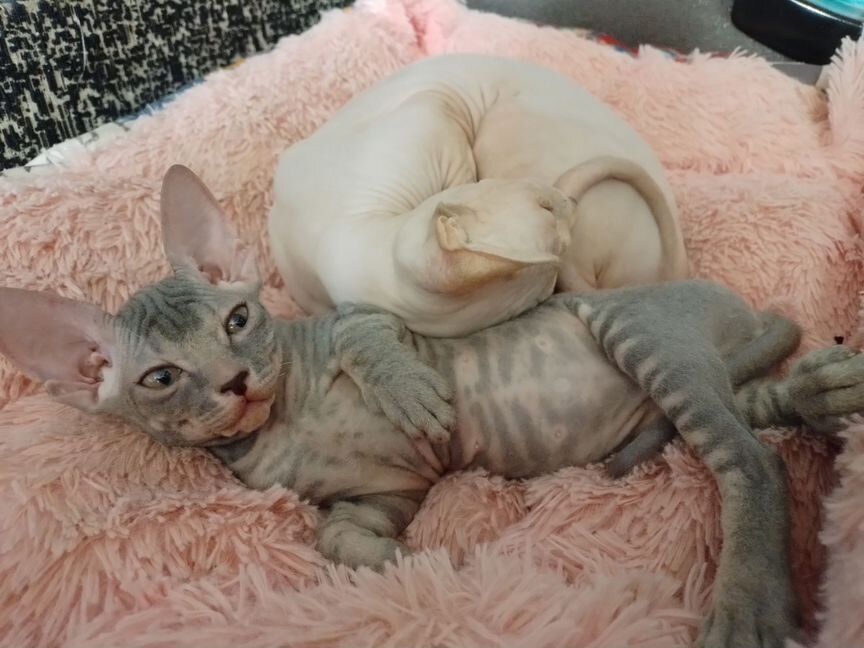 Донской сфинкс