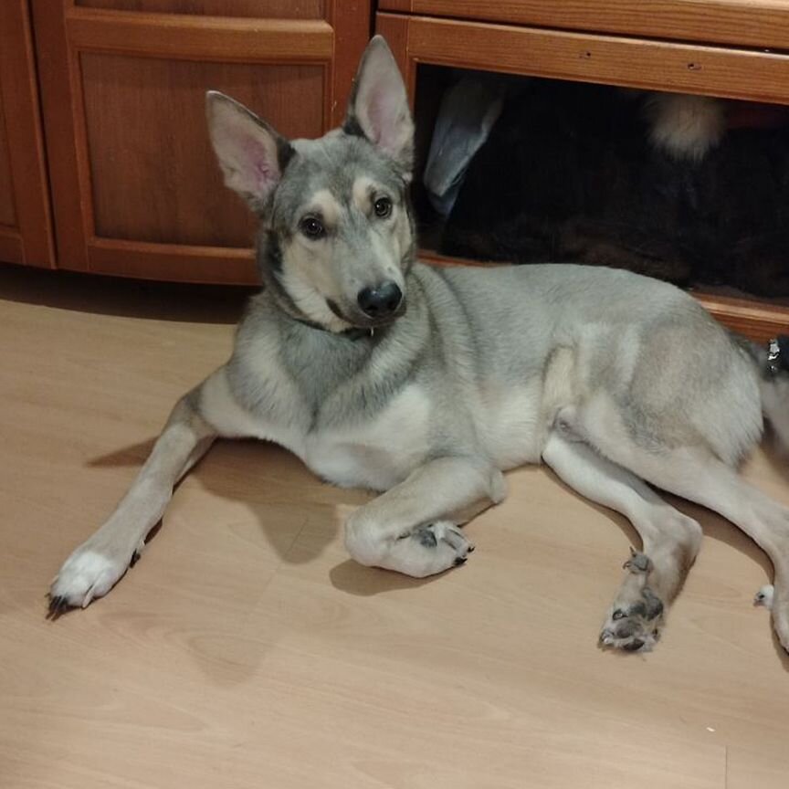 Лайка, щенок