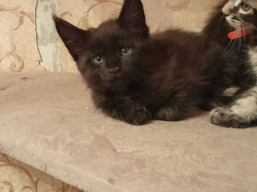 Котята мейн-кун