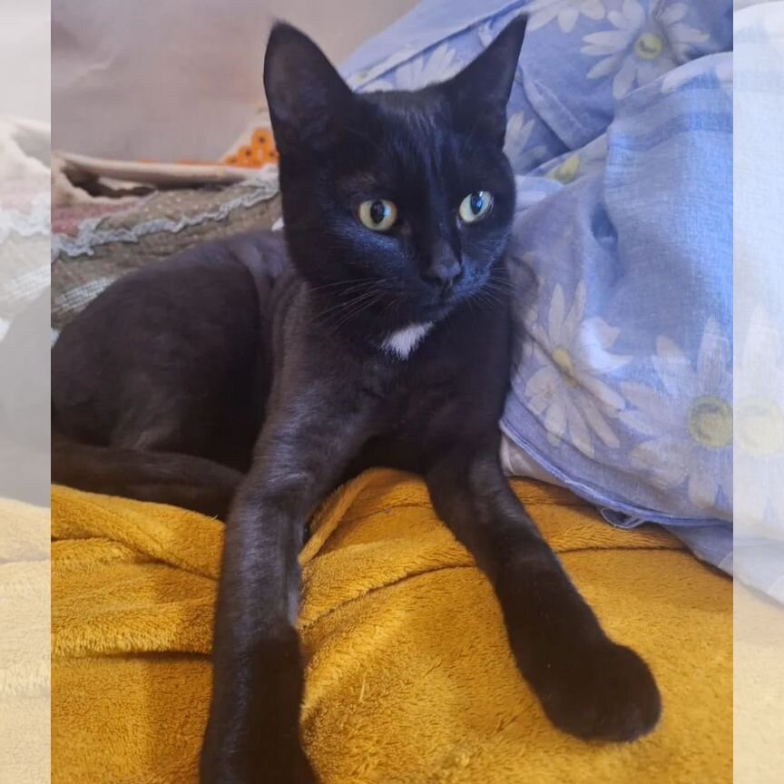 Взрослый кот в добрые руки