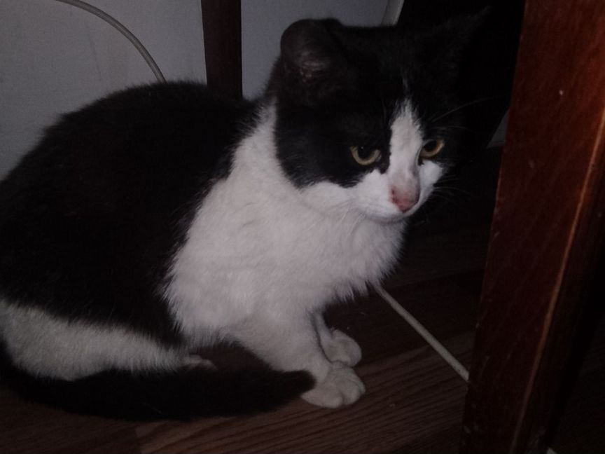 Котенок в добрые руки