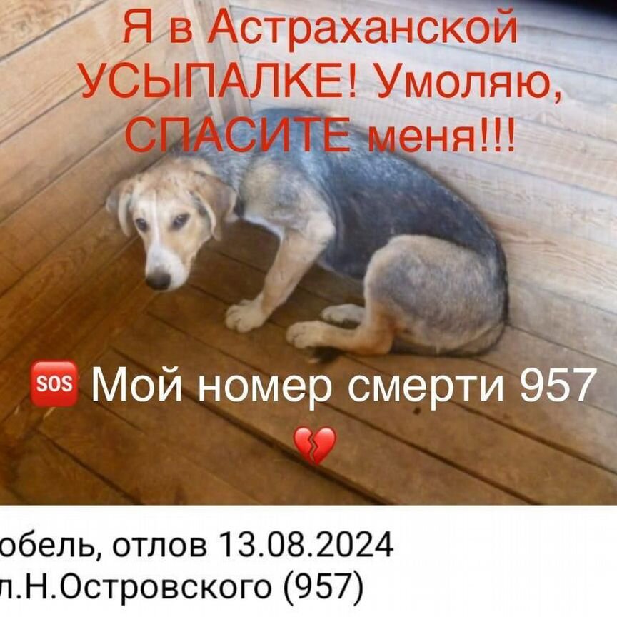 Собака в добрые руки