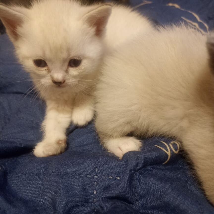 Продам шотландских котят