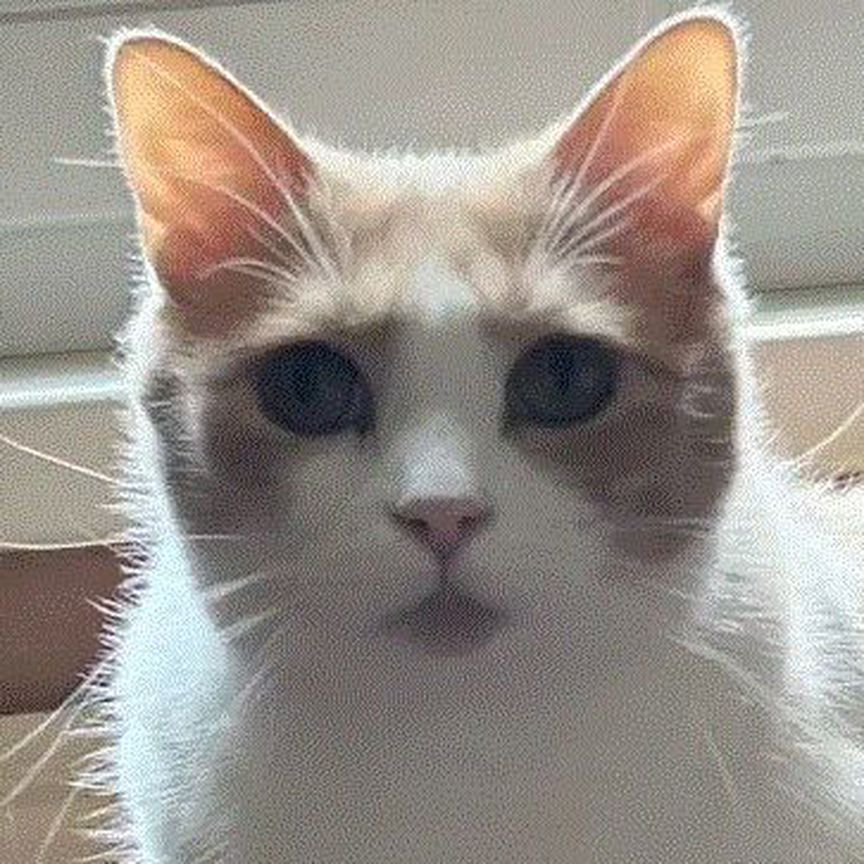 Спокойный вальяжный рыжий кот ищет новый дом