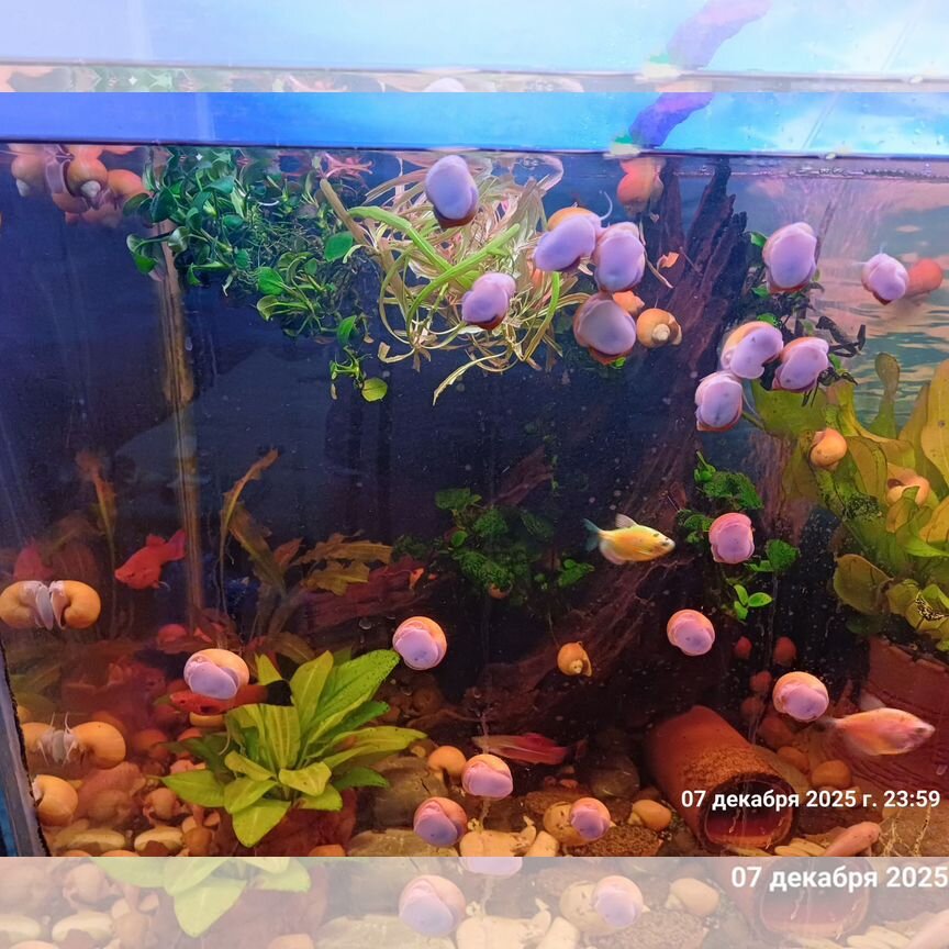 Улитки аквариумные ампулярии