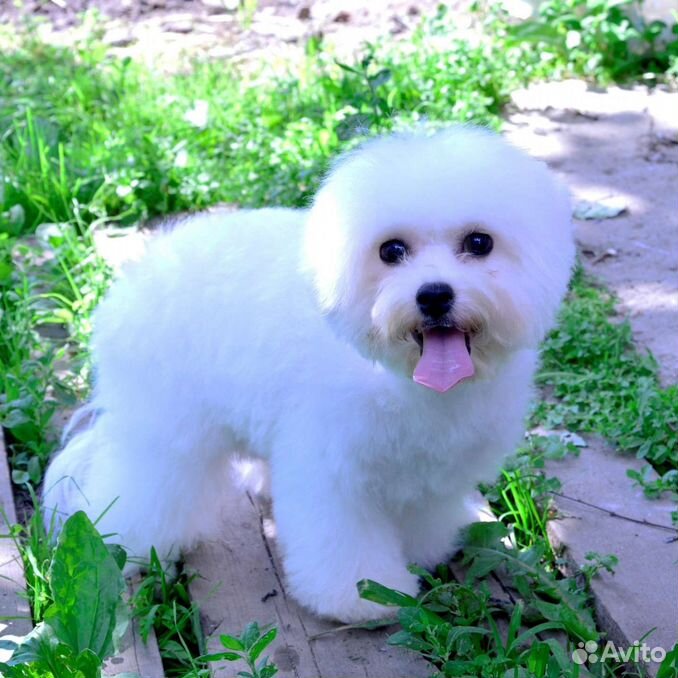 Очень миниатюрный мальчик Бишончик