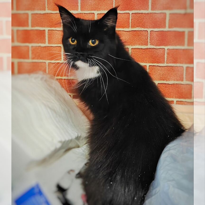 Взрослая, Девочка кошка в добрые руки