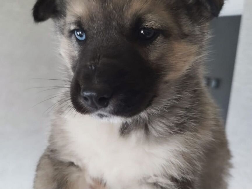 Щенок хаски лайки