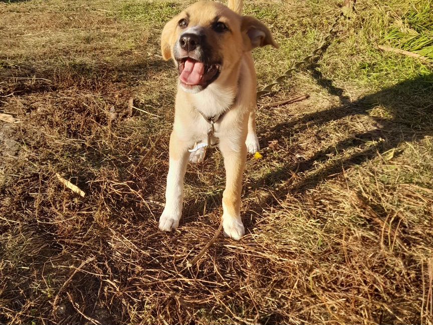 Щенок в добрые руки бесплатно