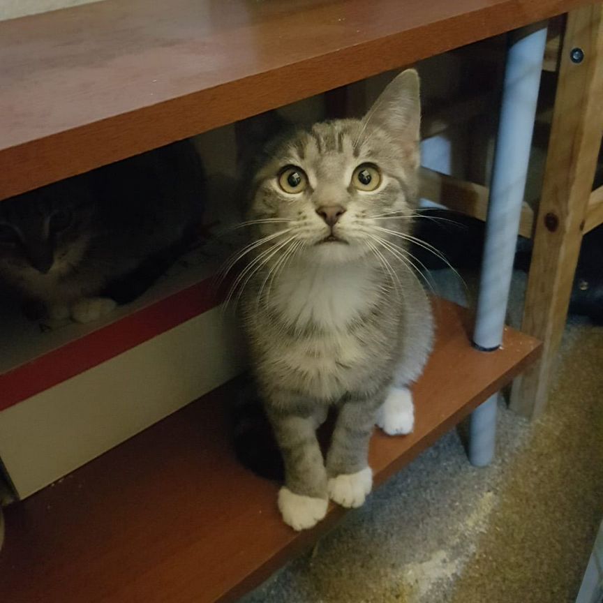 Котята в добрые руки девочка