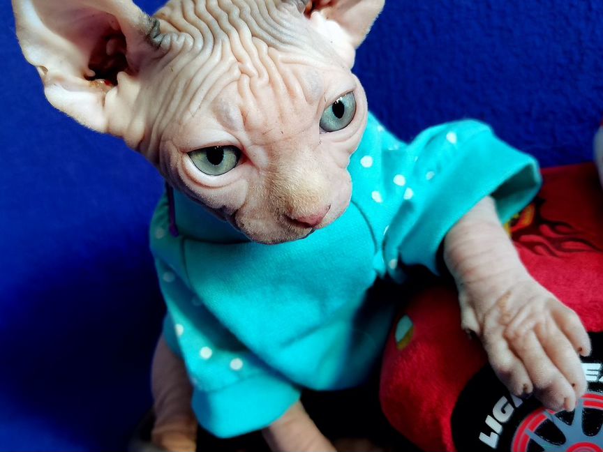 Канадский сфинкс и Эльф котята