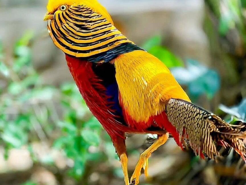 Золотой фазан